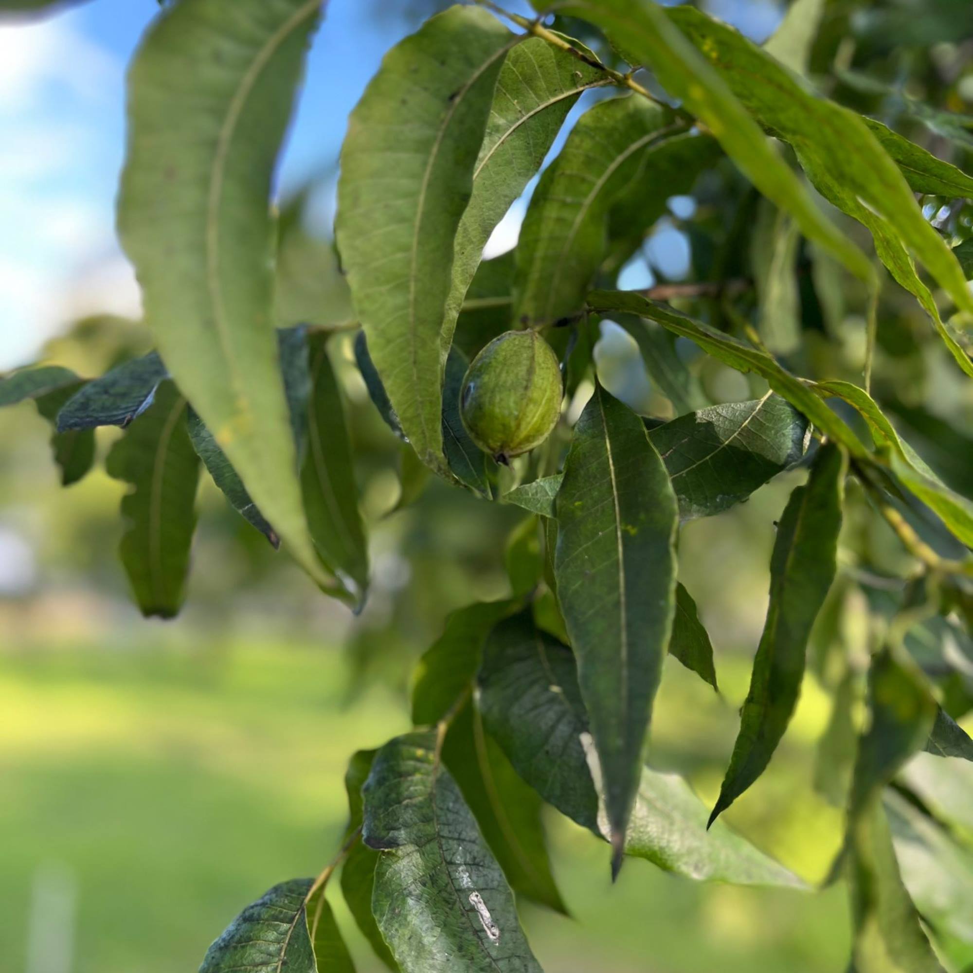 Nuez Acres™ Harvesting New Opportunities in the U.S. - Trade and Invest BC